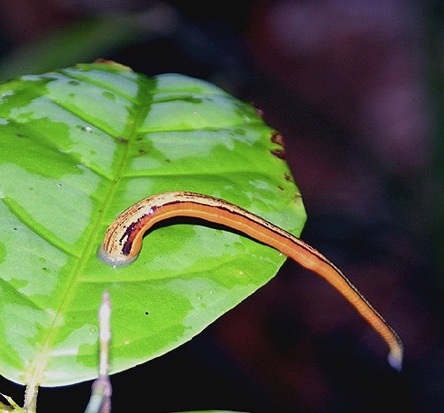 Mr. Smith Goes to Kathmandu: The Big Monsoon Lie