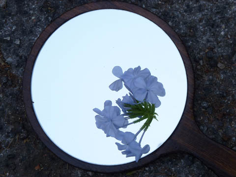 Photography S Art: Flowers in the Mirror