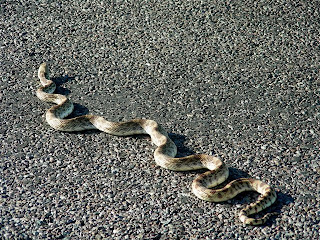 the common milkweed: Current Theme: Snakes