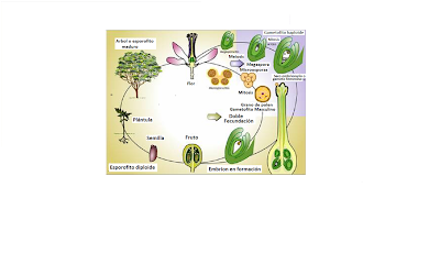 CIENCIAS NATURALES: REPRODUCCIÓN EN ANGIOSPERMAS
