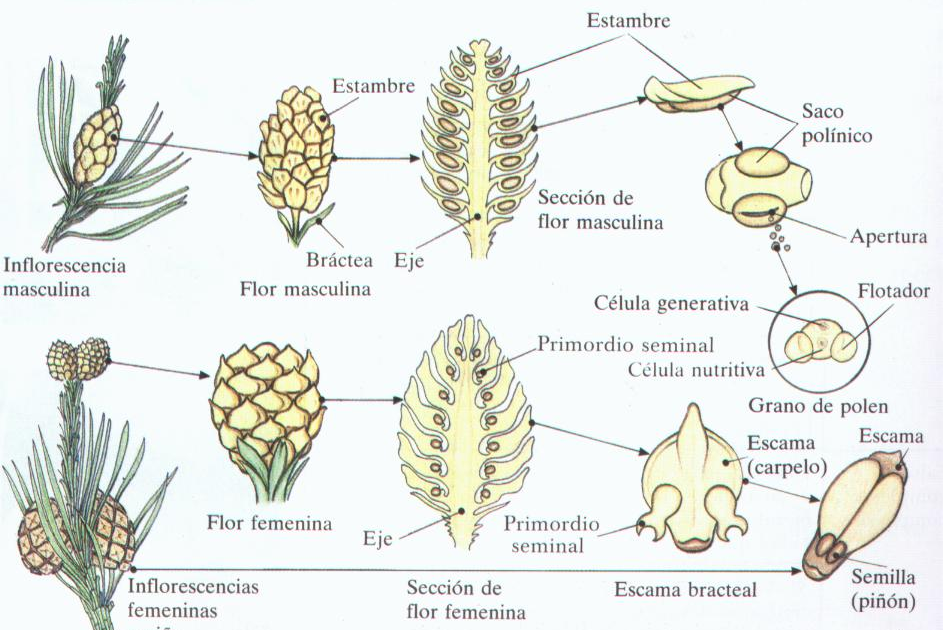 CIENCIAS NATURALES: REPRODUCCION EN GIMNOSPERMAS