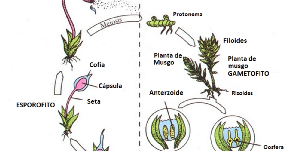 CIENCIAS NATURALES: REPRODUCCIÓN DE LOS MUSGOS