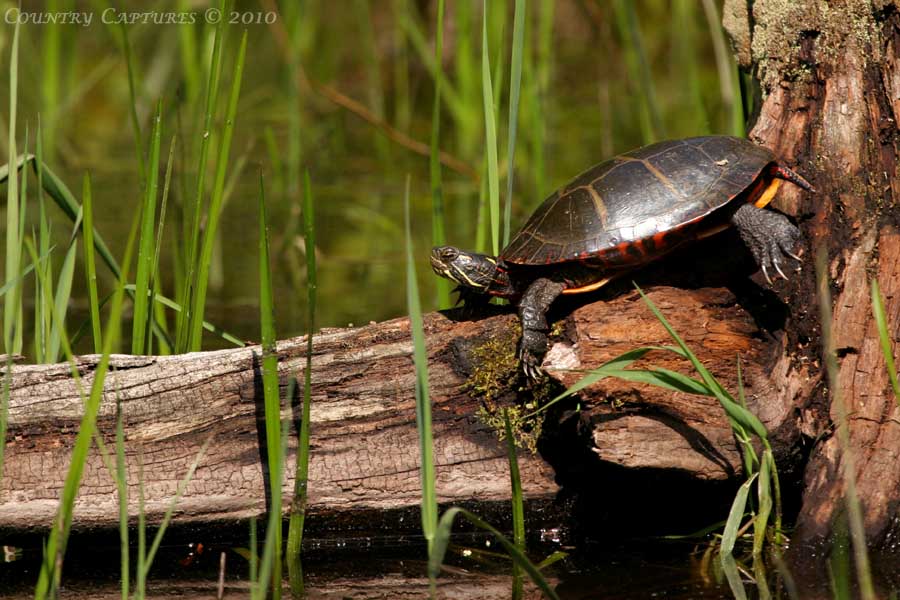 Country Captures: Camera Critters: Wetland Critters