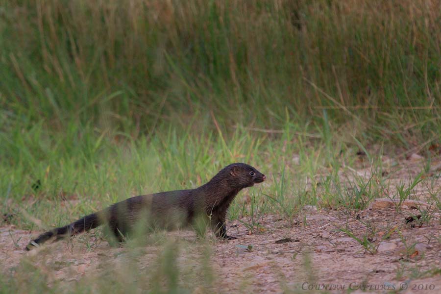 Country Captures: Morning Suprise: Mink Encounter