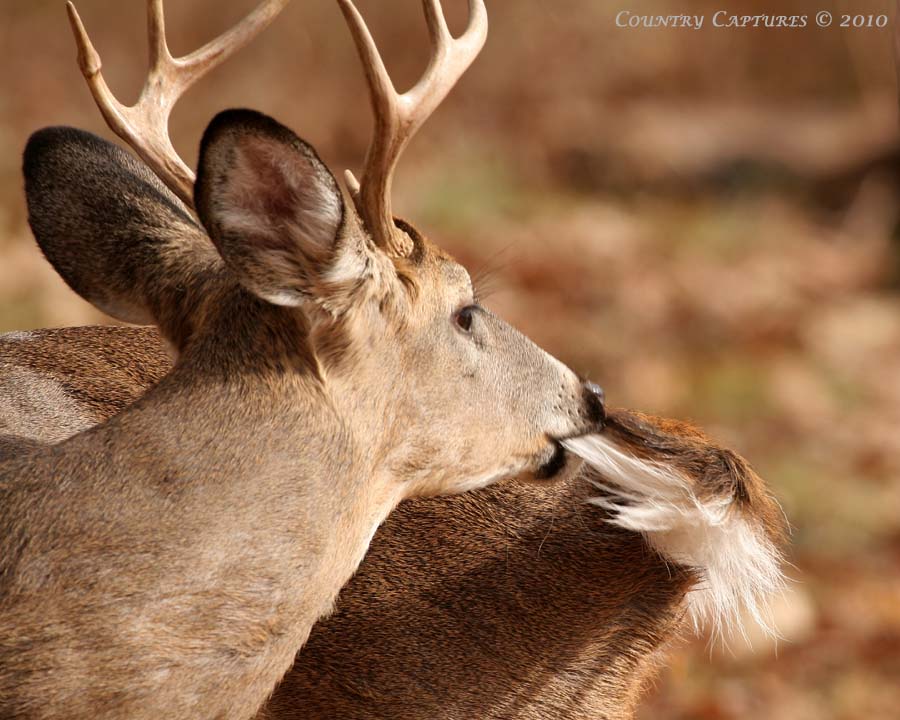 Country Captures: SNP: Third & Final Buck Encounter