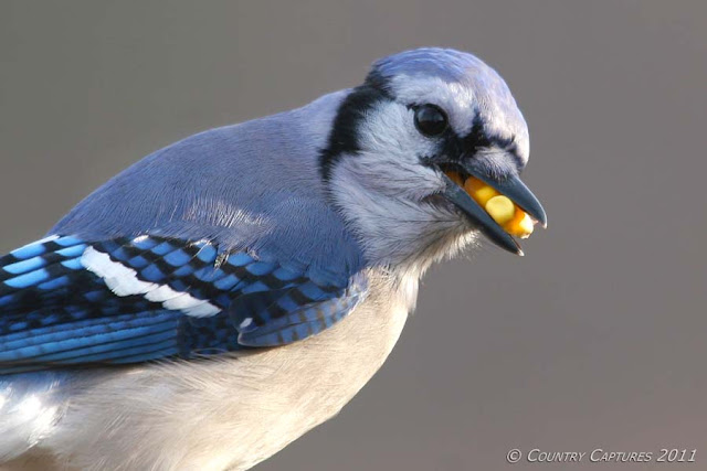 Country Captures: Blue Jay & Woodpecker