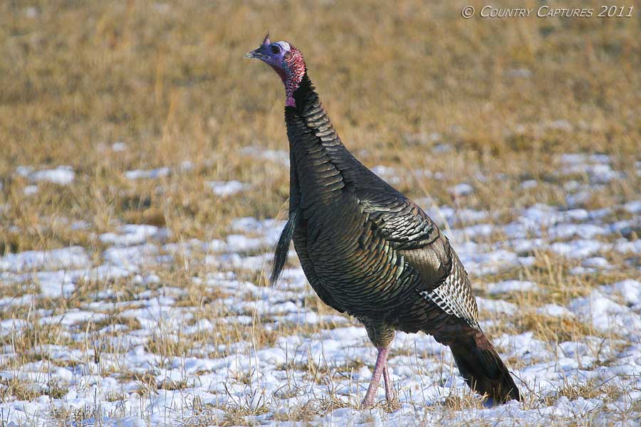 Country Captures: Eastern Wild Turkey