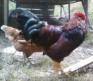 Chicken Blog!: "Big Boy" is a "Red Cap" Rooster!