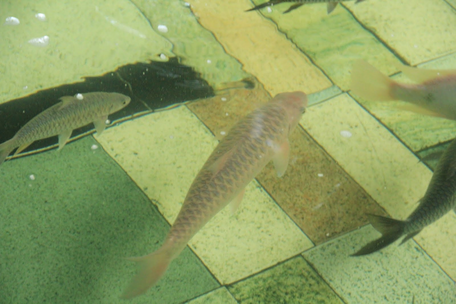 Malaysian Mahseer or Kelah: kelah merah kelantan yg bersaiz 2kaki ...