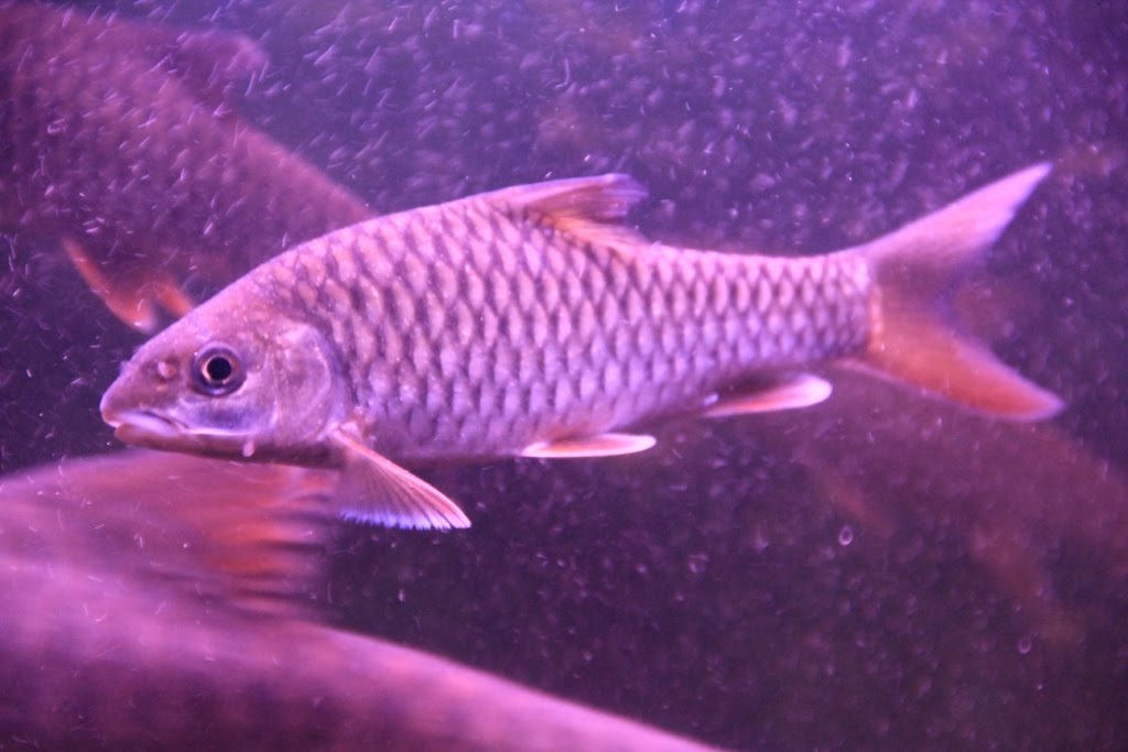 Malaysian Mahseer or Kelah: kelah merah kelantan yg bersaiz 2kaki ...