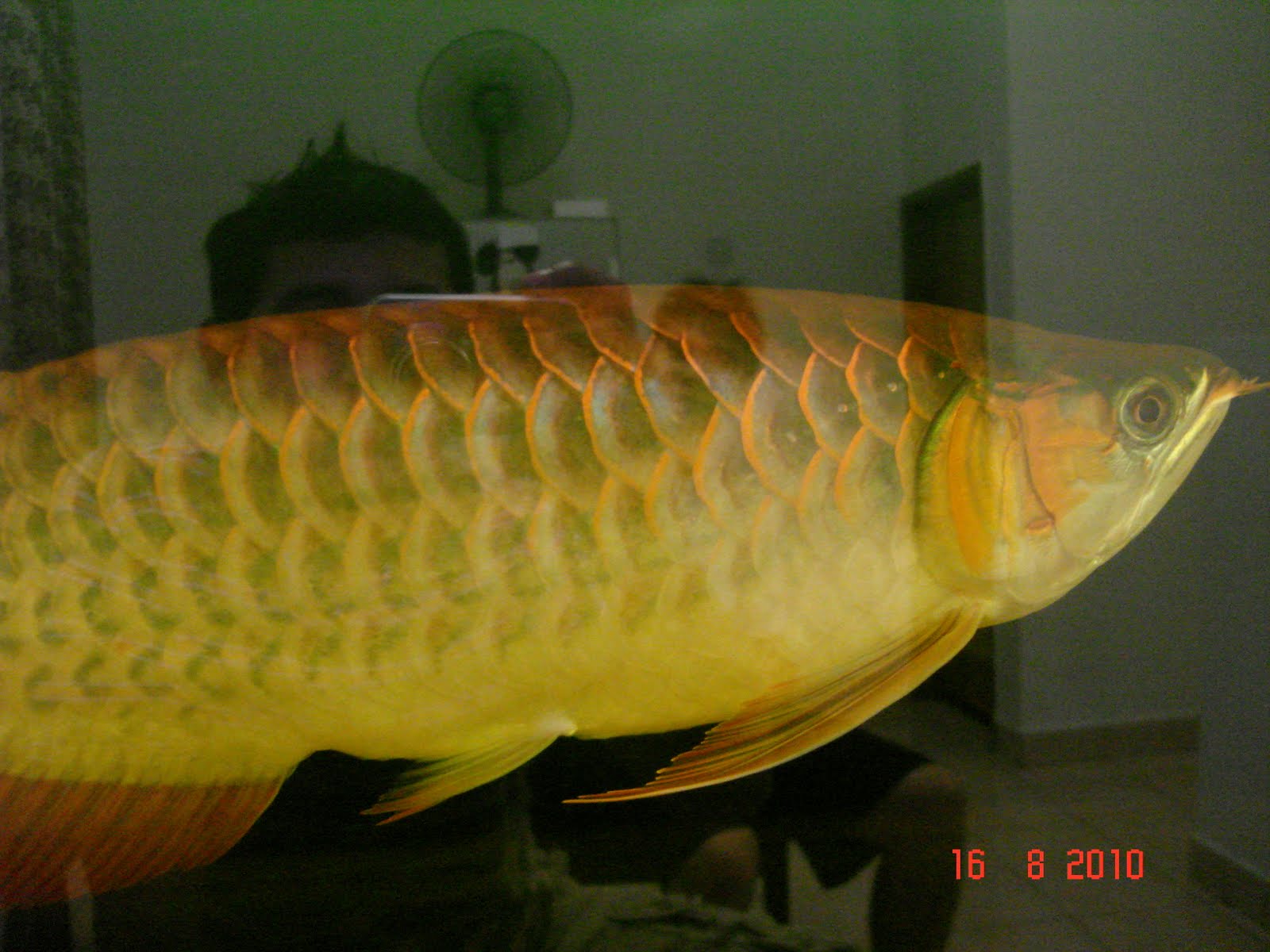 Malaysian Mahseer or Kelah: Super Red Arowana for sale!