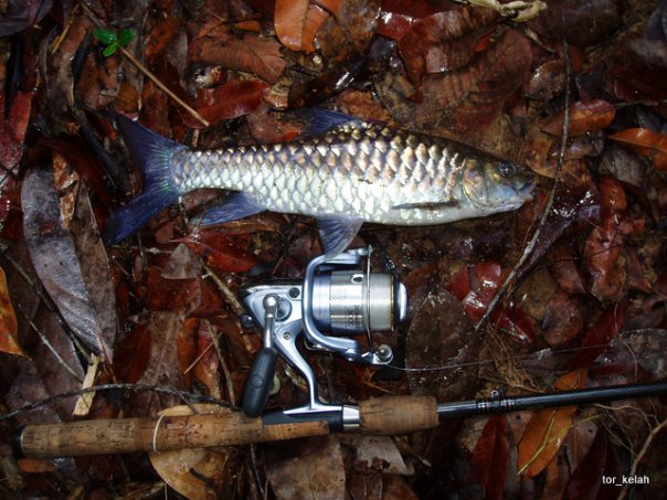 Malaysian Mahseer or Kelah: Bagaimana hendak mengenal Malaysian Blue ...