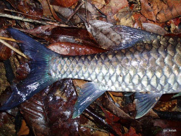 Malaysian Mahseer or Kelah: Bagaimana hendak mengenal Malaysian Blue ...