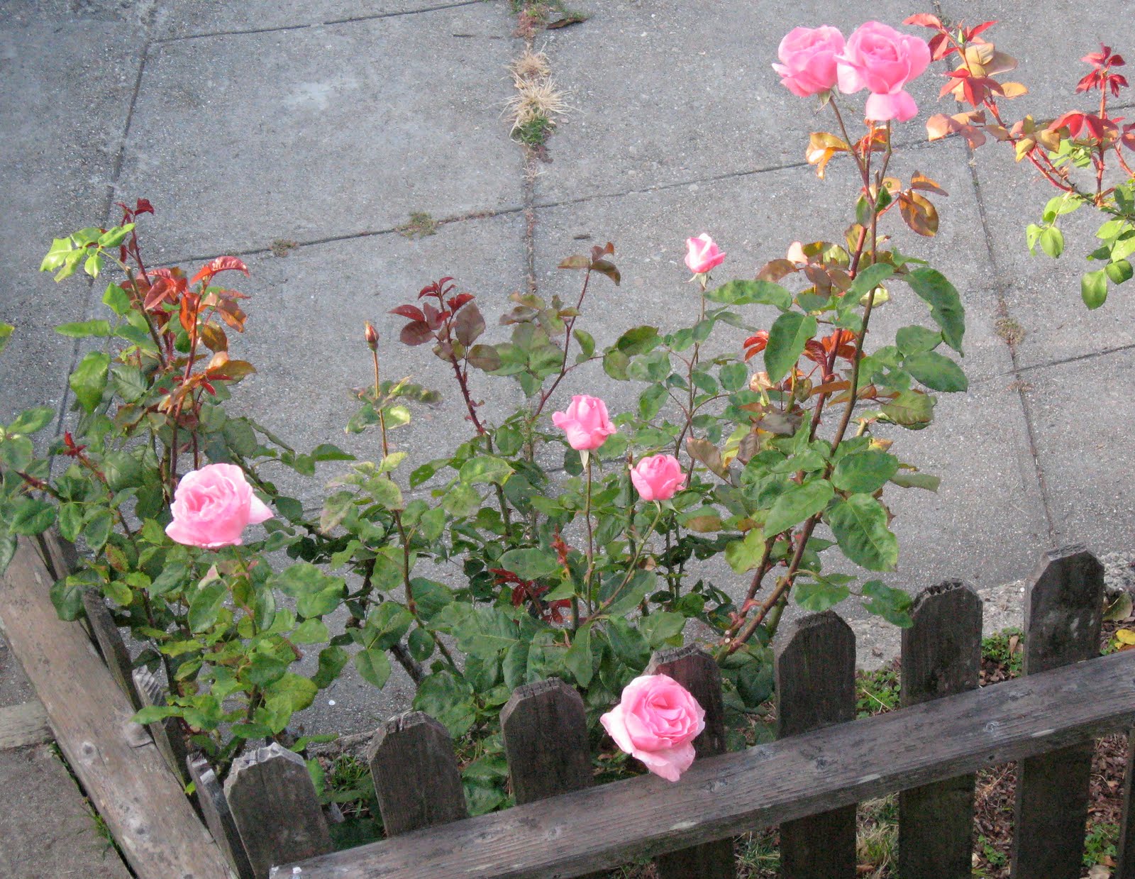 A Tuesday Night Memo: Her Majesty The Queen and the pleasure of our ...