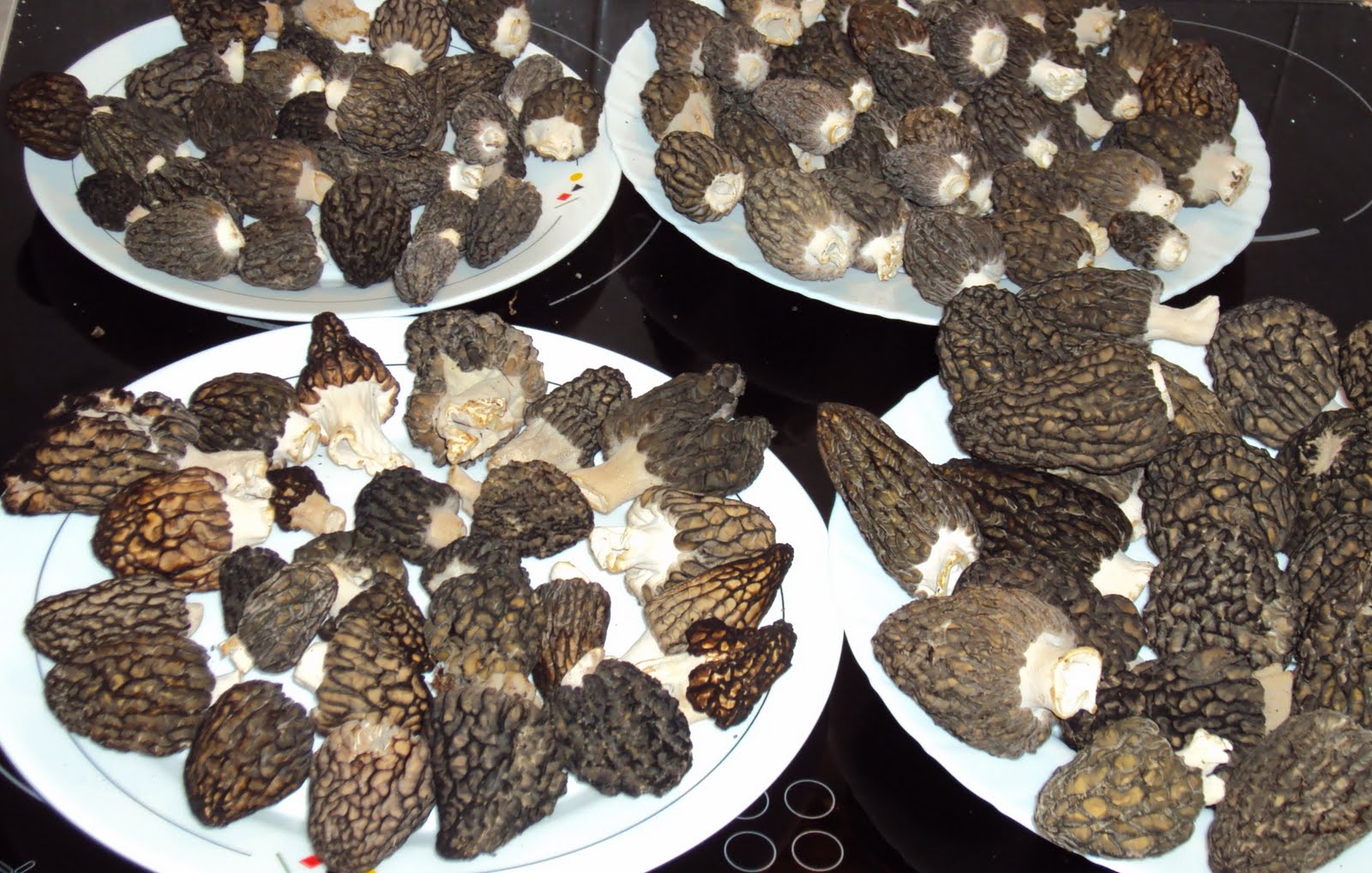 Rico rico y con fundamento: Colmenillas (Morchella vulgaris; también ...