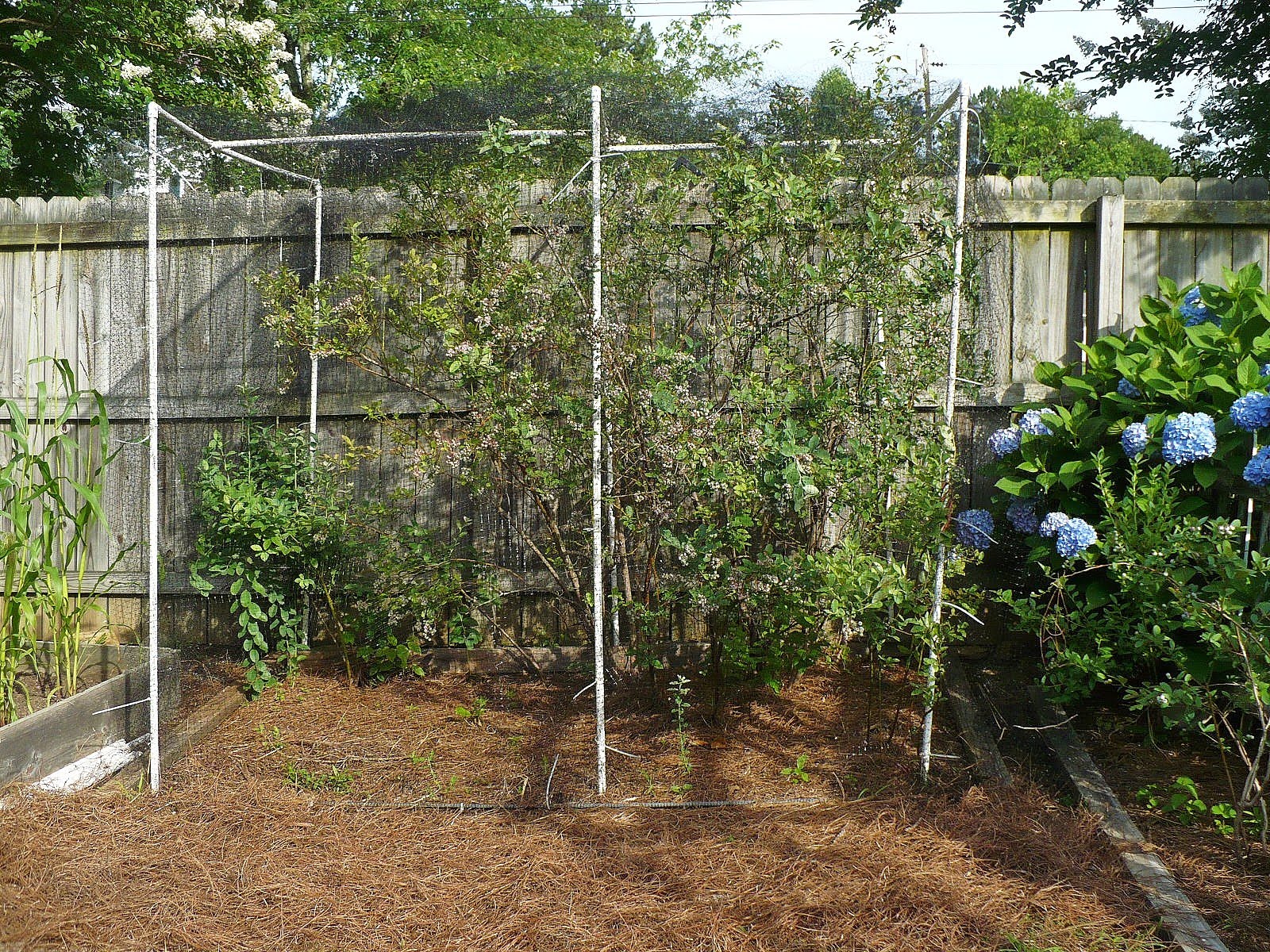 My New Fruit Garden - A Cultivated Nest