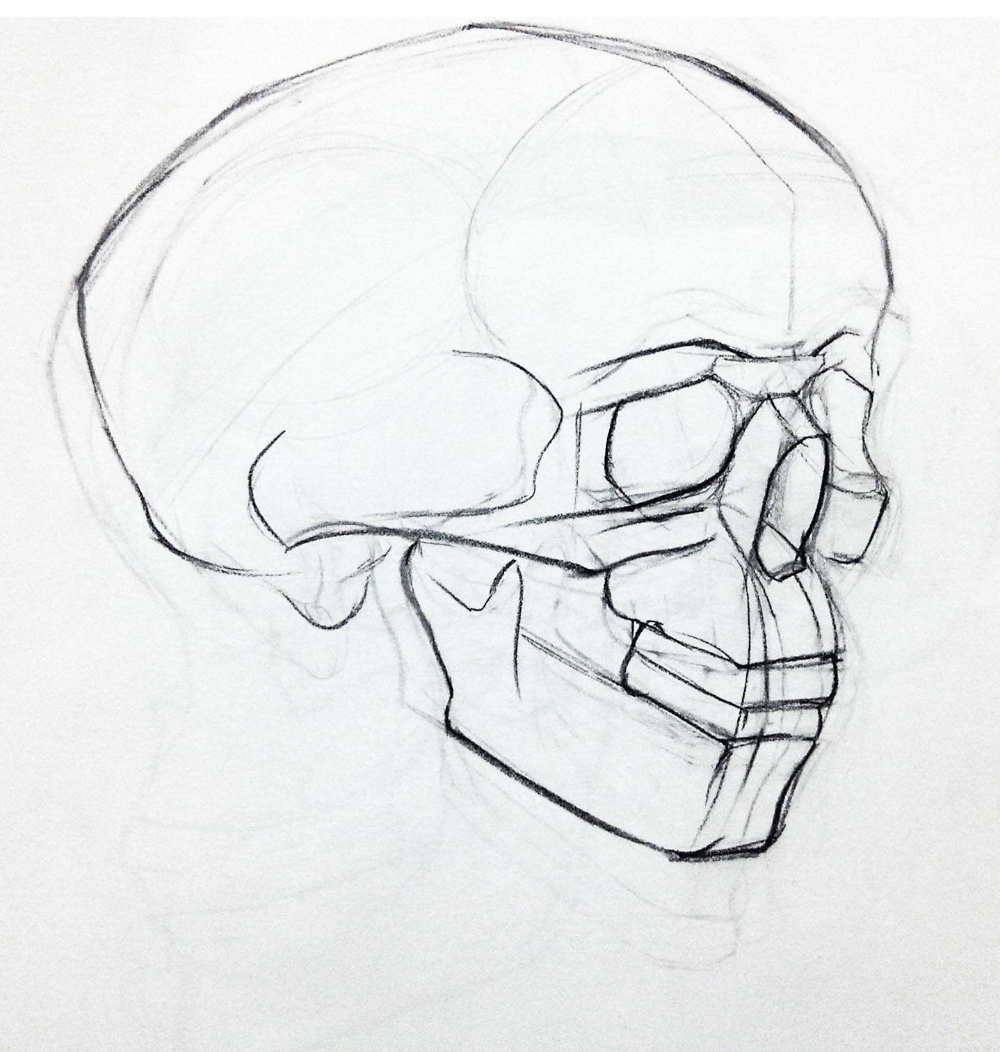 Laura Howard: Skulls