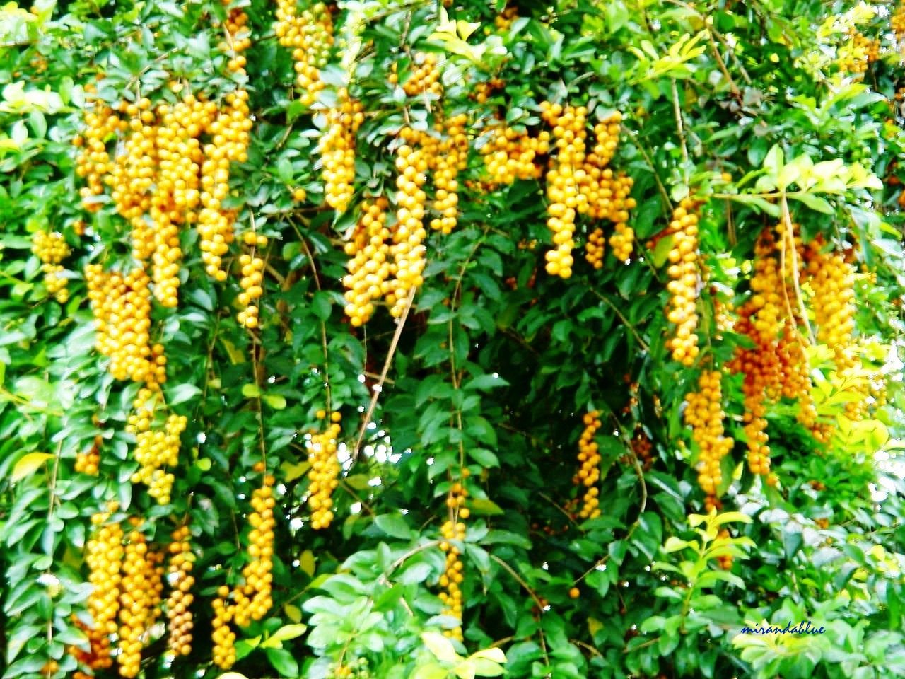 Live in the Moment: Mellow Yellow Monday #10: Duranta repens