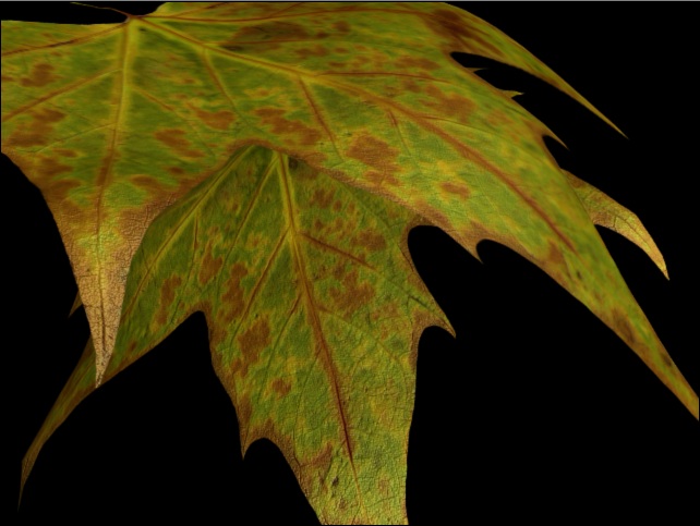 3D Modelling & Animation: Leaf Tutorial