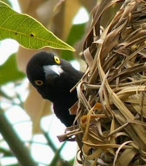 CAMEROUN (Argentina et Rémy): LE CRATERE DE DEBUNDSCHA
