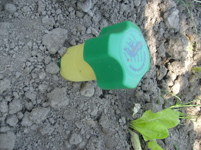 elisagradinameade vis: Catelul pamantului,sau harciog..CRICETUS CRICETUS