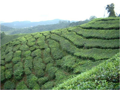 brhectorsgeoworld: C5e-AGRICULTURAL CROPS-CASH CROPS - TEA