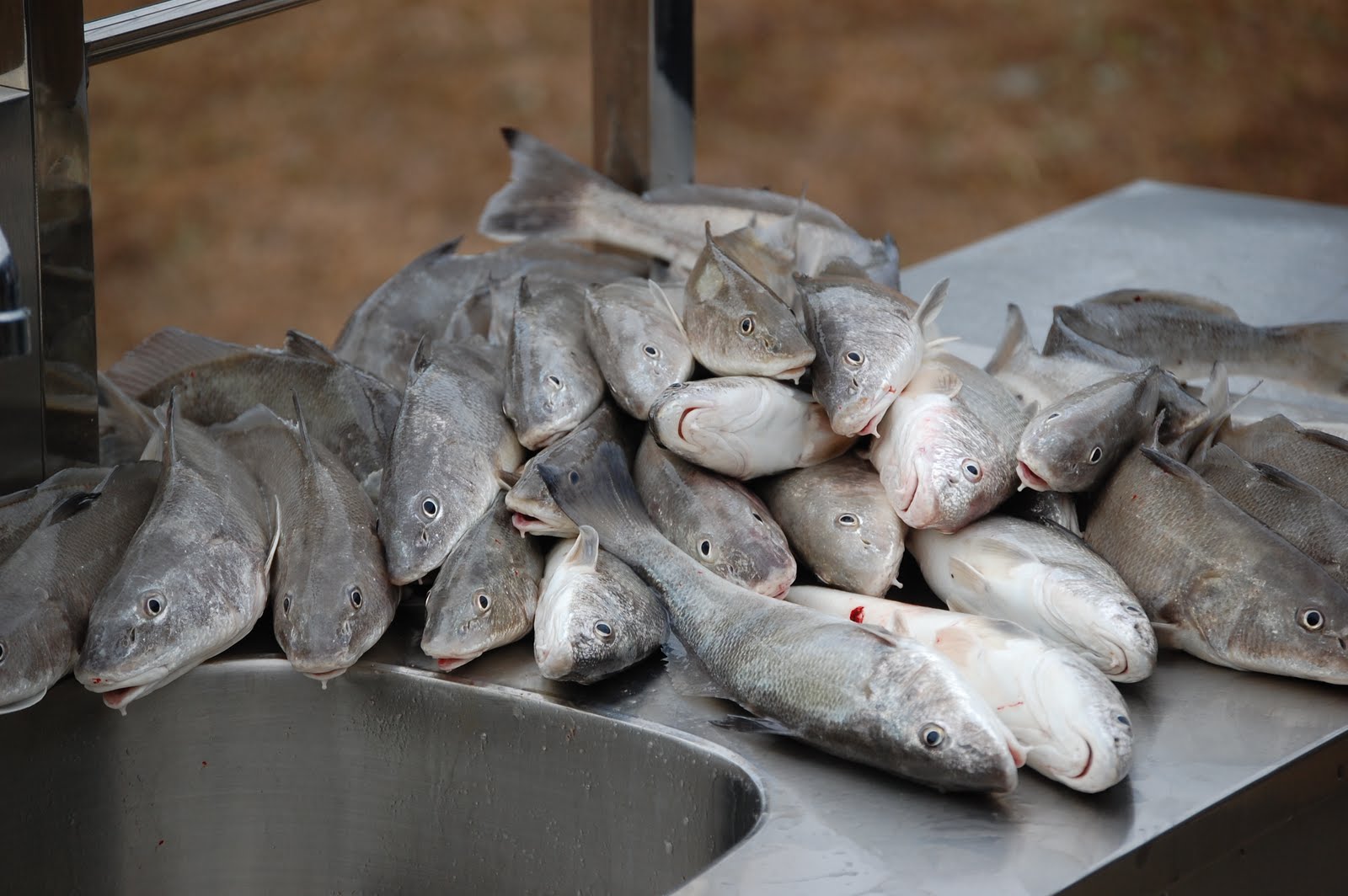 Living the beach life: Now that's alot of fish