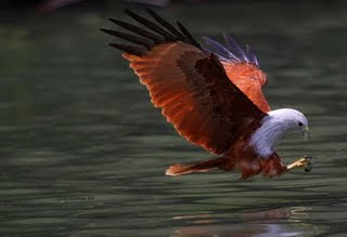 Eagle Earth: HELANG MERAH