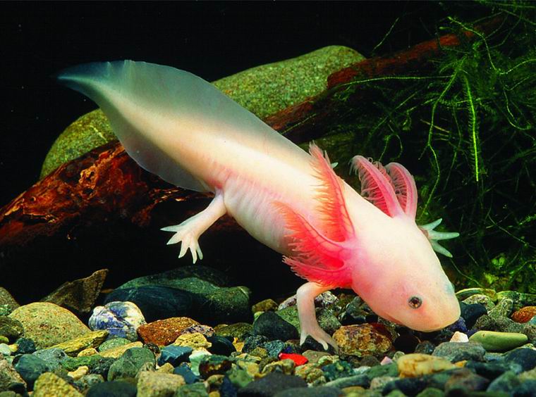 Ambystoma Mexicanum (Axolote) - Biologia N'água
