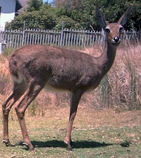 Remote Camera Trap - South Africa: Grey Rhebok At The Pond