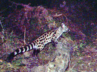Remote Camera Trap - South Africa: The Tale Of The Genet's Tail