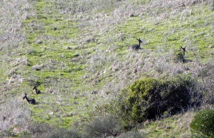 Remote Camera Trap - South Africa: Curious Cat