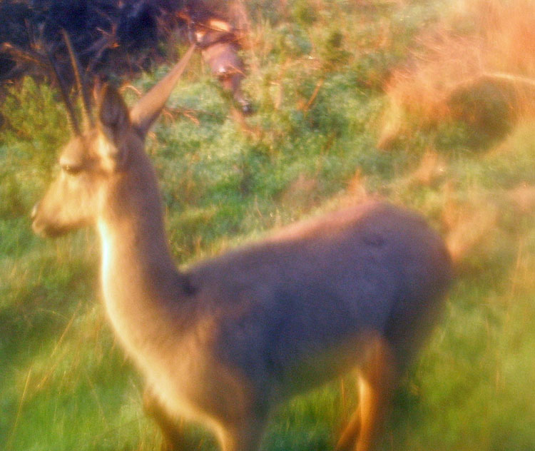 Remote Camera Trap - South Africa: First Images From New Cameras