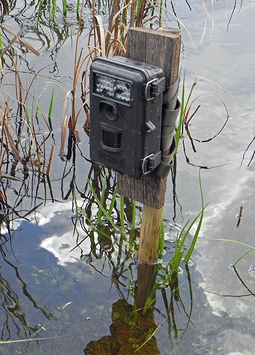 Remote Camera Trap - South Africa: The Rain