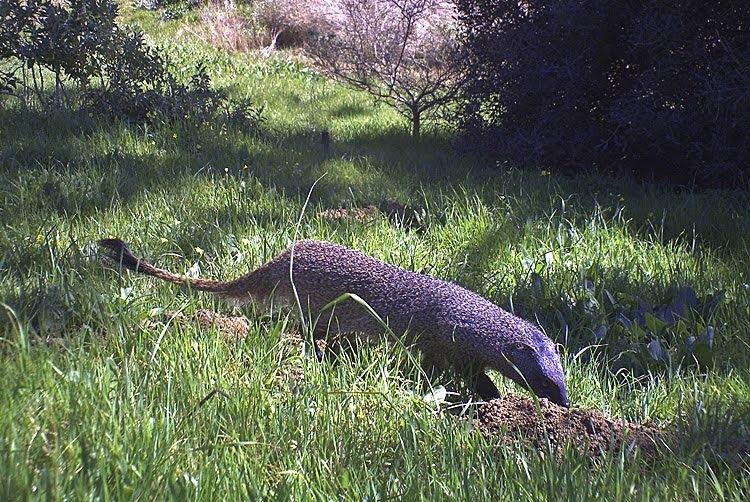 Remote Camera Trap - South Africa: A Large Grey Mongoose At Tygerberg