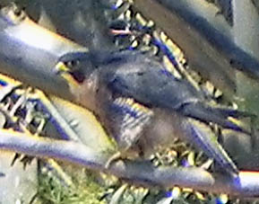 Remote Camera Trap - South Africa: Last Collection From The Quarry