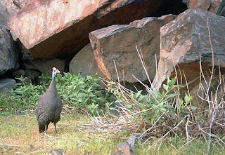 Remote Camera Trap - South Africa: Last Collection From The Quarry