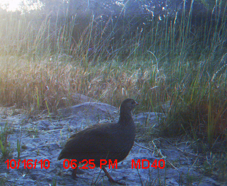 Remote Camera Trap - South Africa: From The Flats