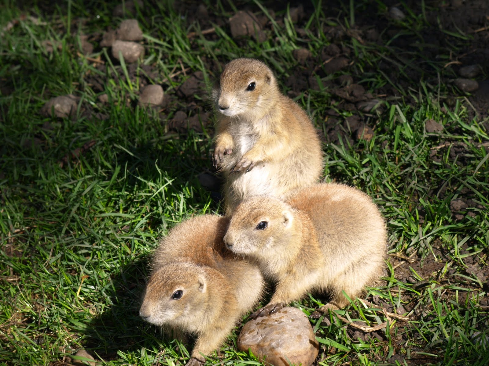 Animals blog: Dulces amigos: Los perritos de la pradera.