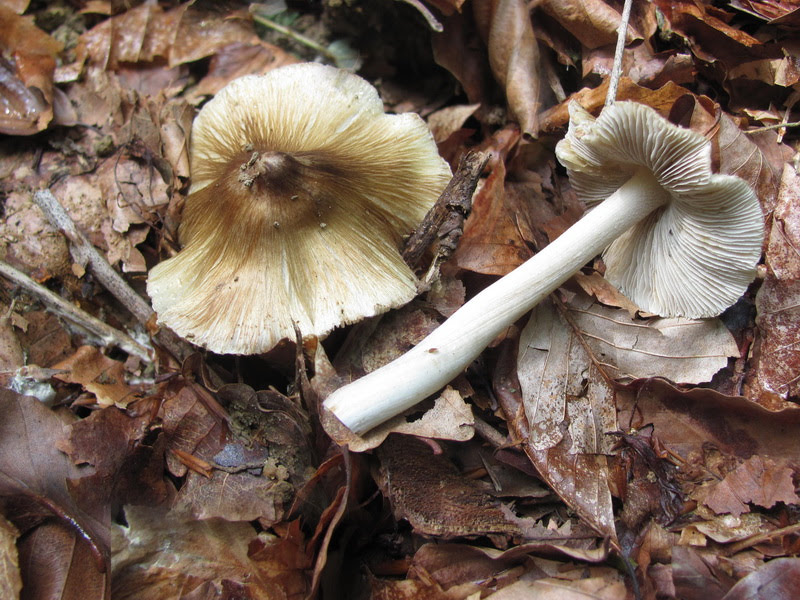 Guía de Setas y Hongos de Navarra.: Inocybe rimosa (Bull)