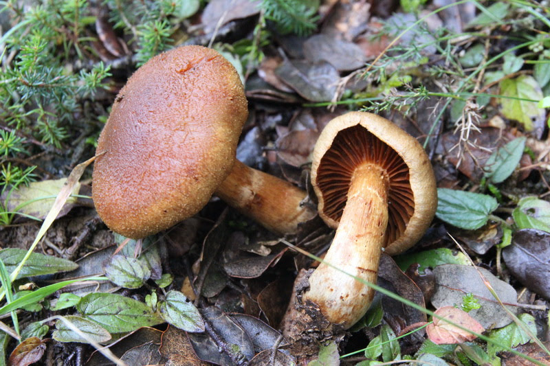 Guía de Setas y Hongos de Navarra.: Cortinarius cotoneus Fr.