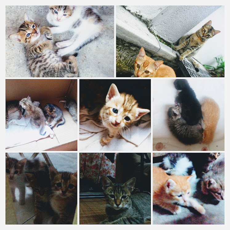 MEOWLOG: Bagaimana Menjaga Anak Kucing Yang Baru Lahir (How To Care ...