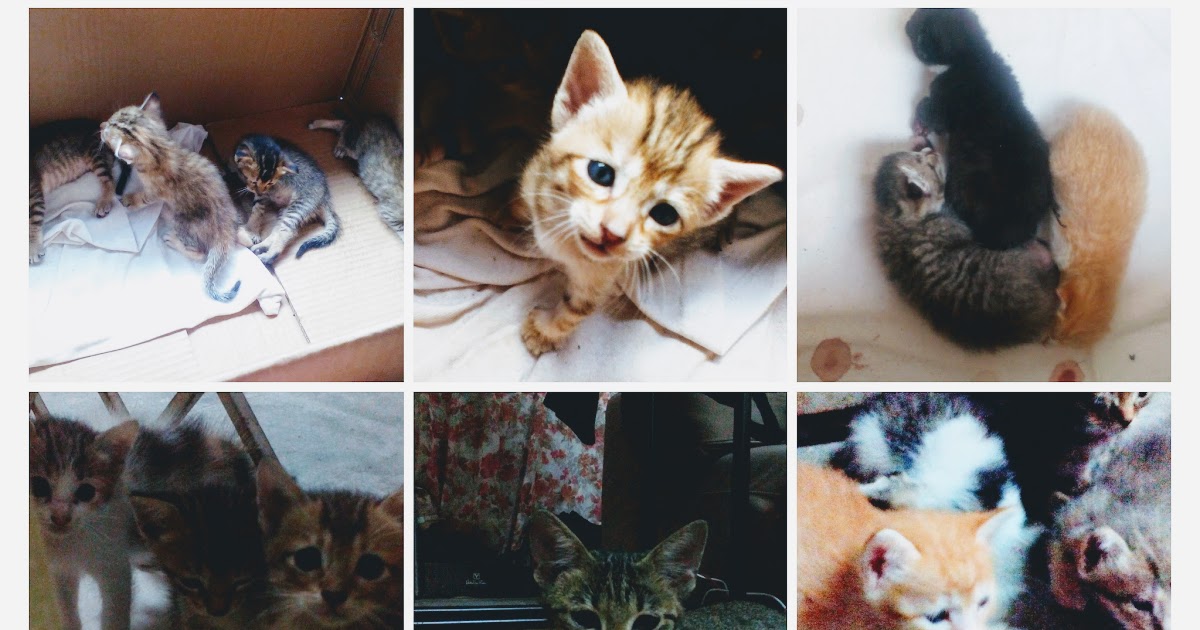 MEOWLOG: Bagaimana Menjaga Anak Kucing Yang Baru Lahir (How To Care ...