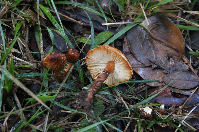 Guía de Setas y Hongos de Navarra.: Lepiota castanea Quèl.