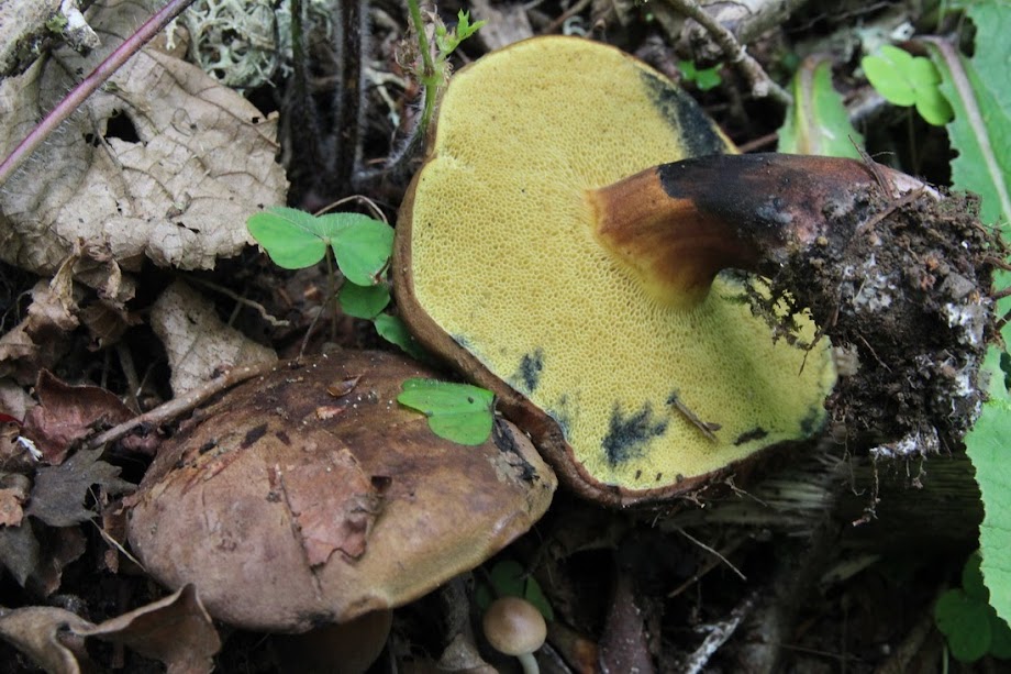 Guía de Setas y Hongos de Navarra.: Cyanoboletus pulverulentus (Opat ...