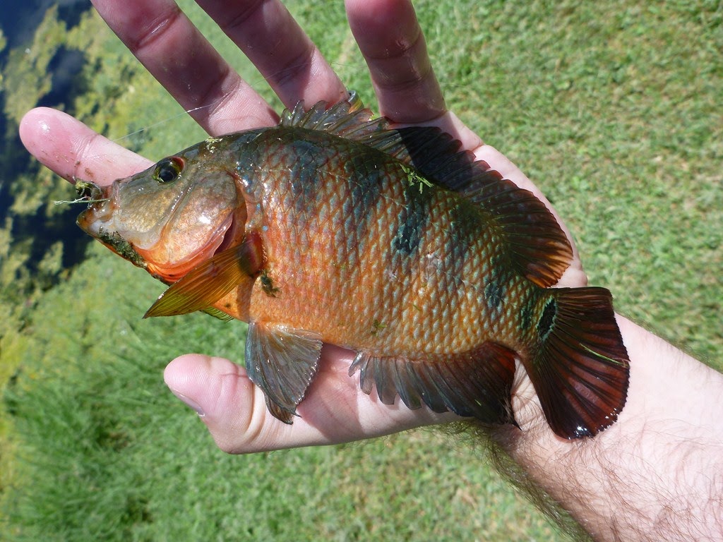 Florida State Record Mayan Cichlid | Troutrageous!