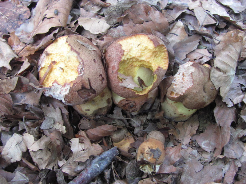 Guía de Setas y Hongos de Navarra.: Butyriboletus appendiculatus ...