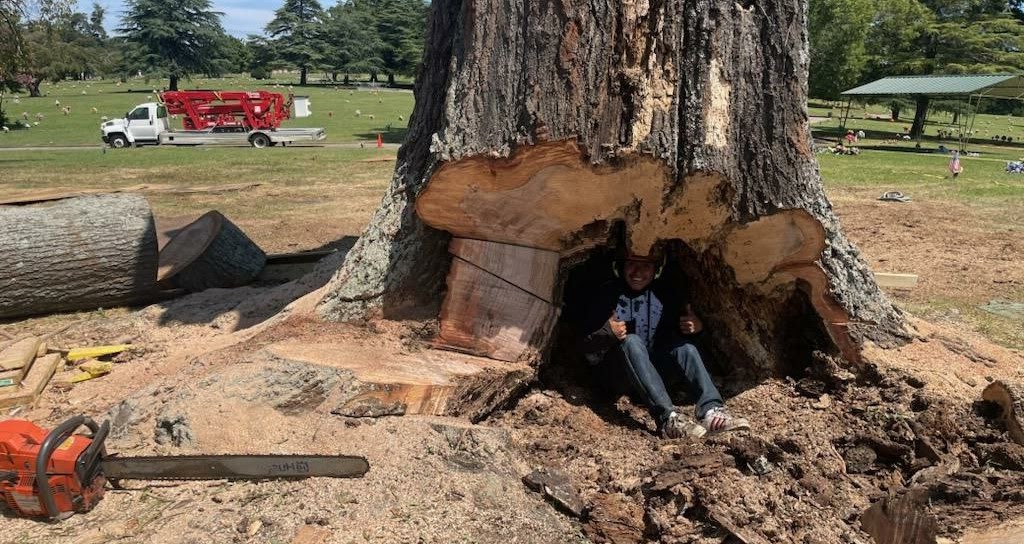 𝕋𝕣𝕖𝕖𝕊𝕥𝕒𝕣 | 𝕥𝕣𝕖𝕖 𝕤𝕖𝕣𝕧𝕚𝕔𝕖