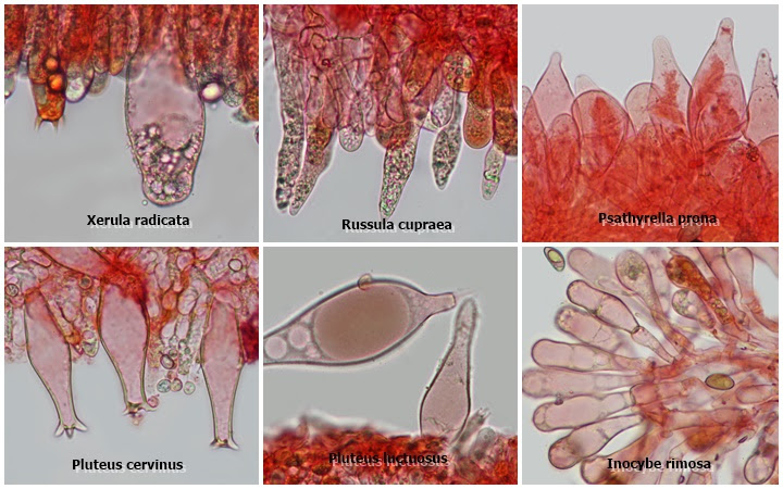 El mundo microscópico de los hongos: Basidiomicetos