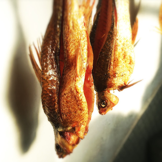 Chinese Winter Sun Dried Salted Fish 臘鯪魚 | Chinese Recipes at ...